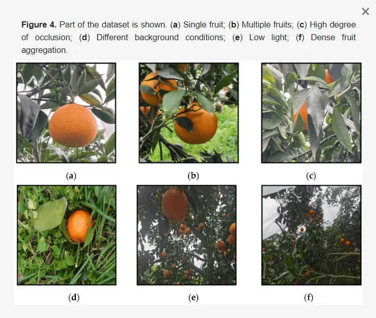 Precise Fruit Disease Segmentation With Labellerr